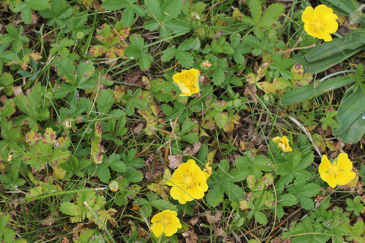Potentilla reptans