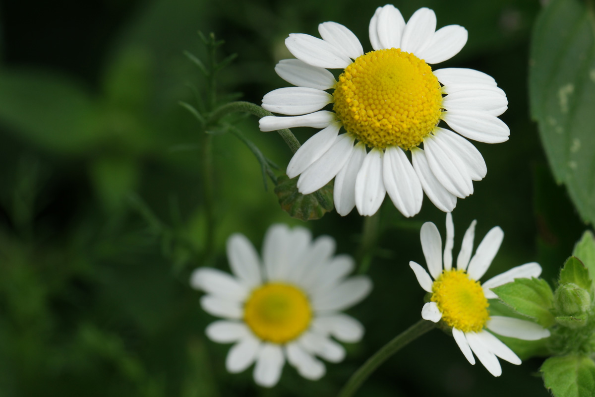 Matricaria chamomilla