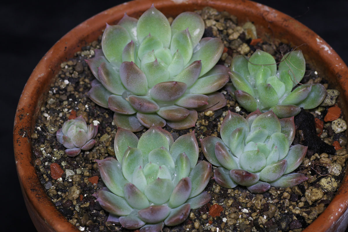 Echeveria prolifica