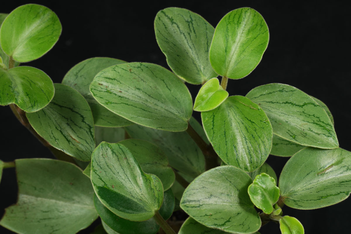 Peperomia orba „Pixie Lime“