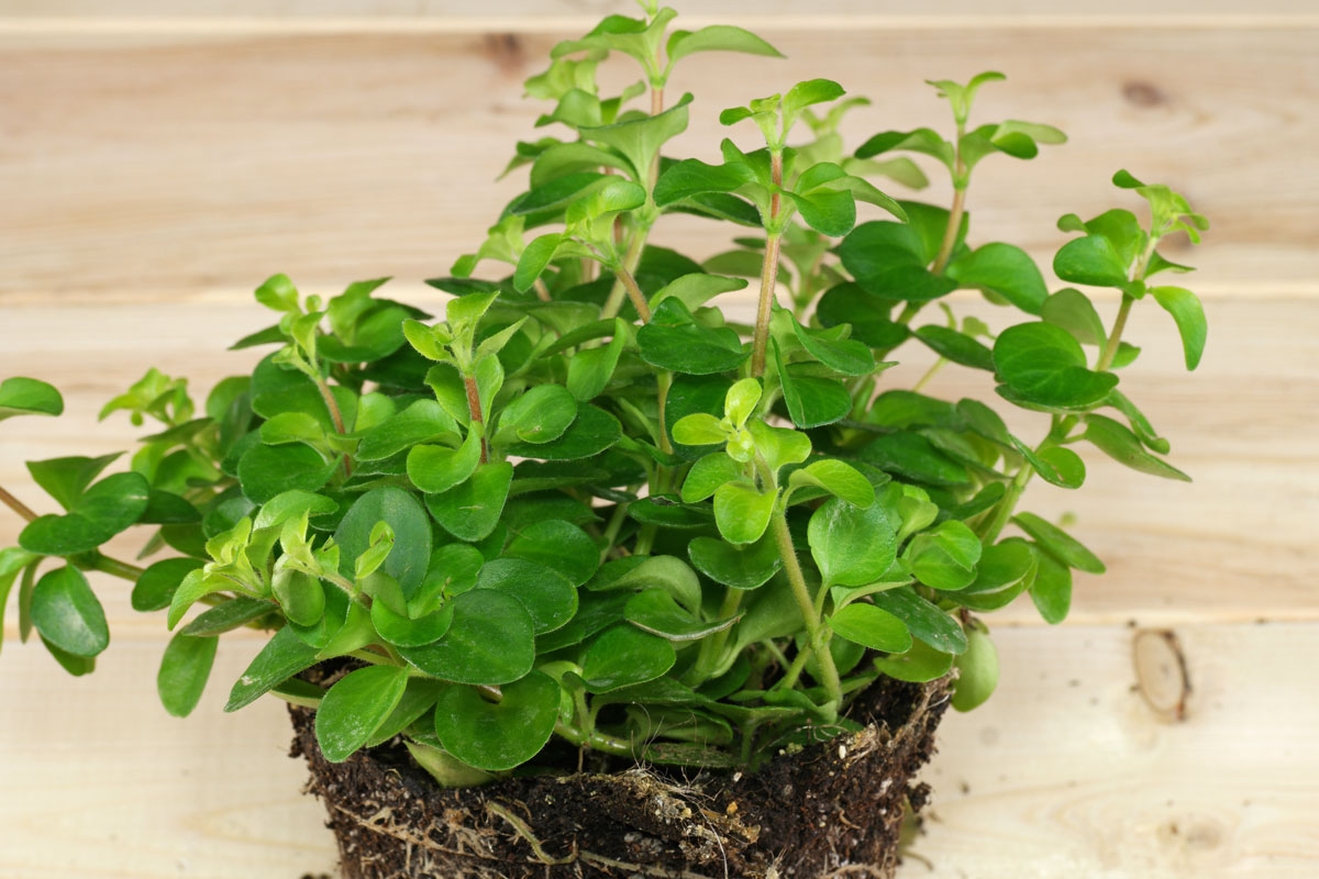 Peperomia rotundifolia