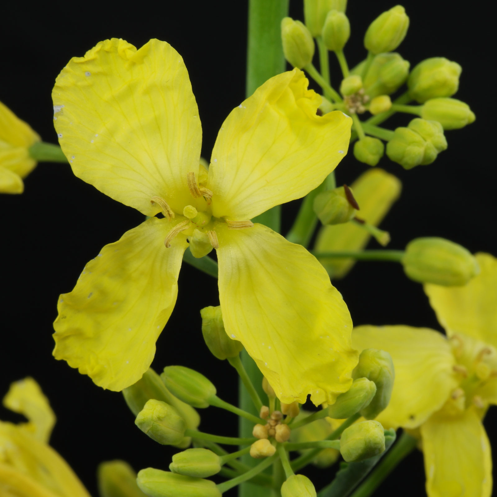 Brassica oleracea var. sabellica