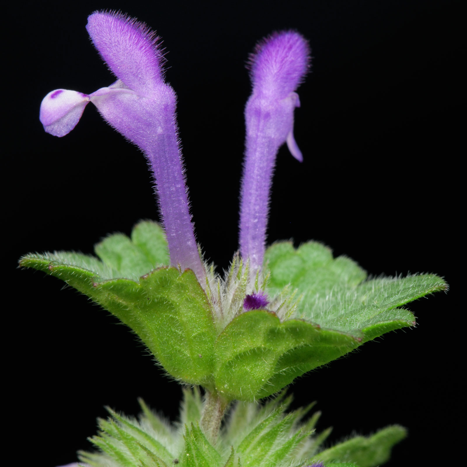 Lamium amplexicaule